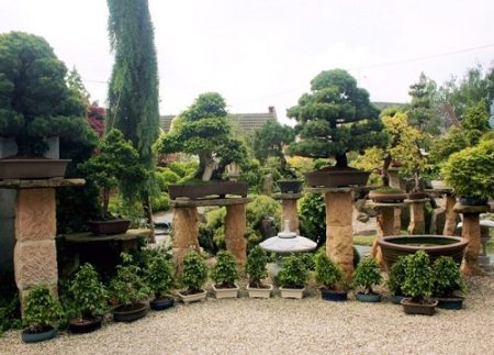 16 Attractive Bonsai Display Ideas ⋆ Bright Stuffs