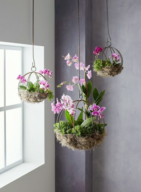 20 Impressive Orchids Display Ideas ⋆ Bright Stuffs