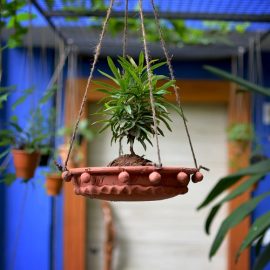 16 Attractive Bonsai Display Ideas ⋆ Bright Stuffs