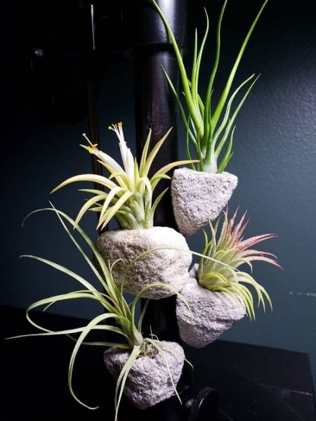 15 Amazing Rock Display Ideas ⋆ Bright Stuffs