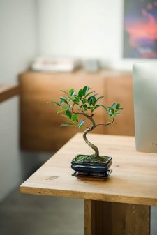 16 Attractive Bonsai Display Ideas ⋆ Bright Stuffs