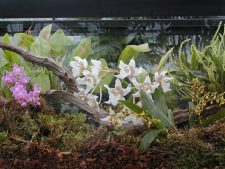 20 Impressive Orchids Display Ideas ⋆ Bright Stuffs