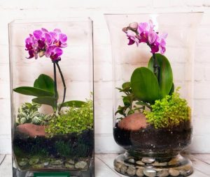 20 Impressive Orchids Display Ideas ⋆ Bright Stuffs