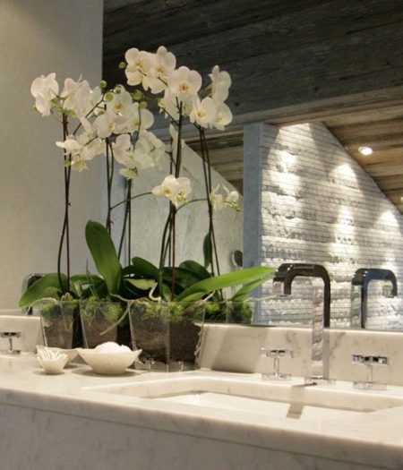 20 Impressive Orchids Display Ideas ⋆ Bright Stuffs