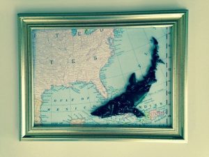 14 Shark Tooth Display Ideas ⋆ Bright Stuffs