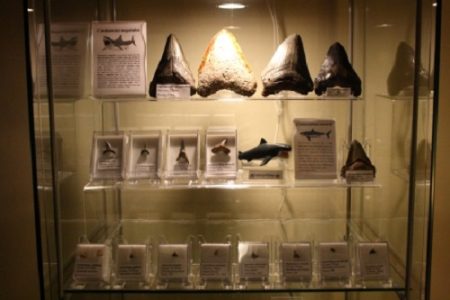 14 Shark Tooth Display Ideas ⋆ Bright Stuffs