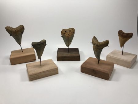 14 Shark Tooth Display Ideas ⋆ Bright Stuffs