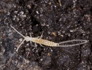 15 Bugs That Look Like Earwigs But They Are Not ⋆ Bright Stuffs