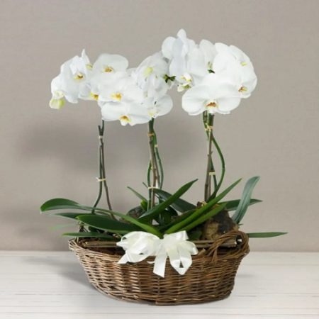 11 Amazing Orchid Arrangement Ideas ⋆ Bright Stuffs