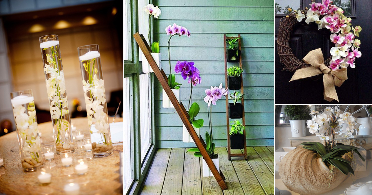 11 Amazing Orchid Arrangement Ideas ⋆ Bright Stuffs