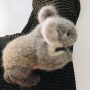 13 Emotional Support Animal Free Knitting Patterns ⋆ Bright Stuffs