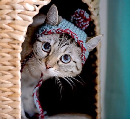 9 Knitted Hat for Cats Free Patterns ⋆ Bright Stuffs