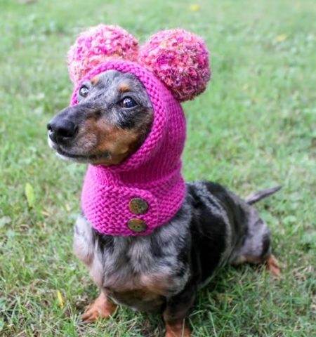 10 Knitted Pet Hats Free Patterns ⋆ Bright Stuffs