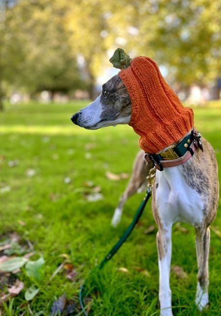 10 Knitted Pet Hats Free Patterns ⋆ Bright Stuffs