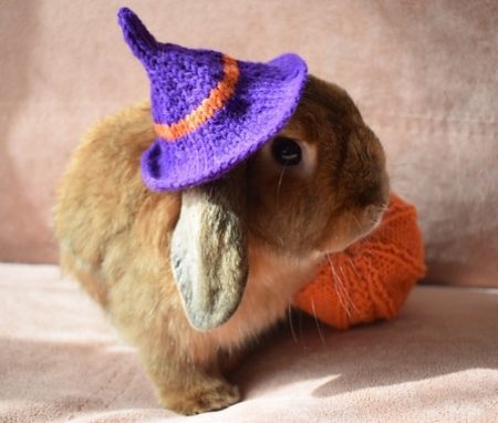 10 Knitted Pet Hats Free Patterns ⋆ Bright Stuffs