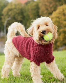 12 Dog Sweater Free Knitting Patterns ⋆ Bright Stuffs